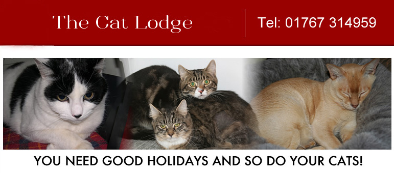 The Cat Lodge - Paltu.Care - Your Trusted Pet Care Solutions in the UK