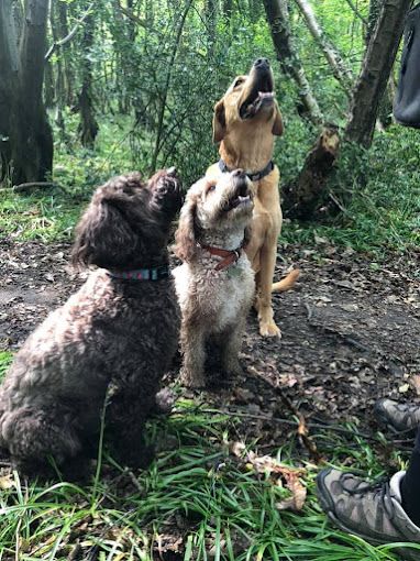 Toms Tails and Trails – Pet Care | Pets At Home | Paltu.Care