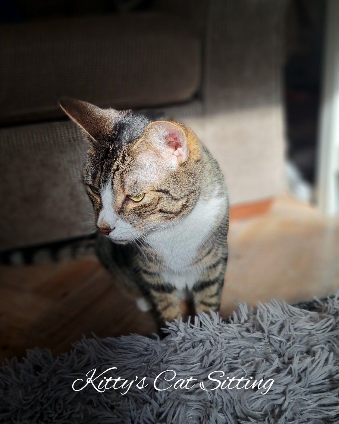 Kitty's Cat Sitting - Paltu.Care - Your Trusted Pet Care Solutions in ...