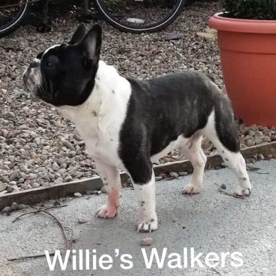 Willy's Walkers - Paltu.Care - Your Trusted Pet Care Solutions in the UK
