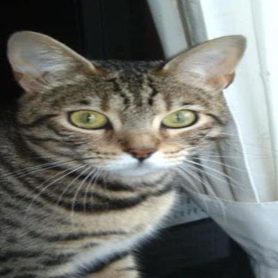 Coventry cat sitting - Paltu.Care - Your Trusted Pet Care Solutions in ...